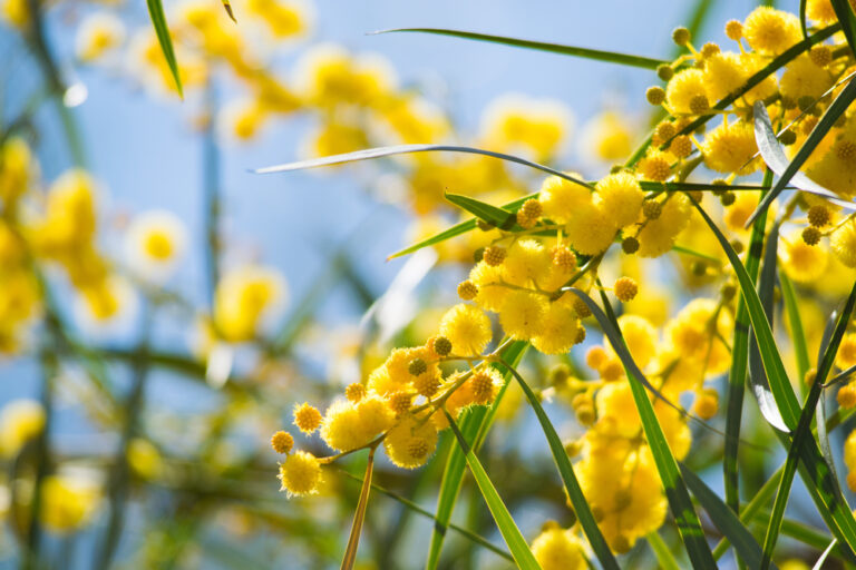 Celebrating Wattle Day | The Australian Natives' Association